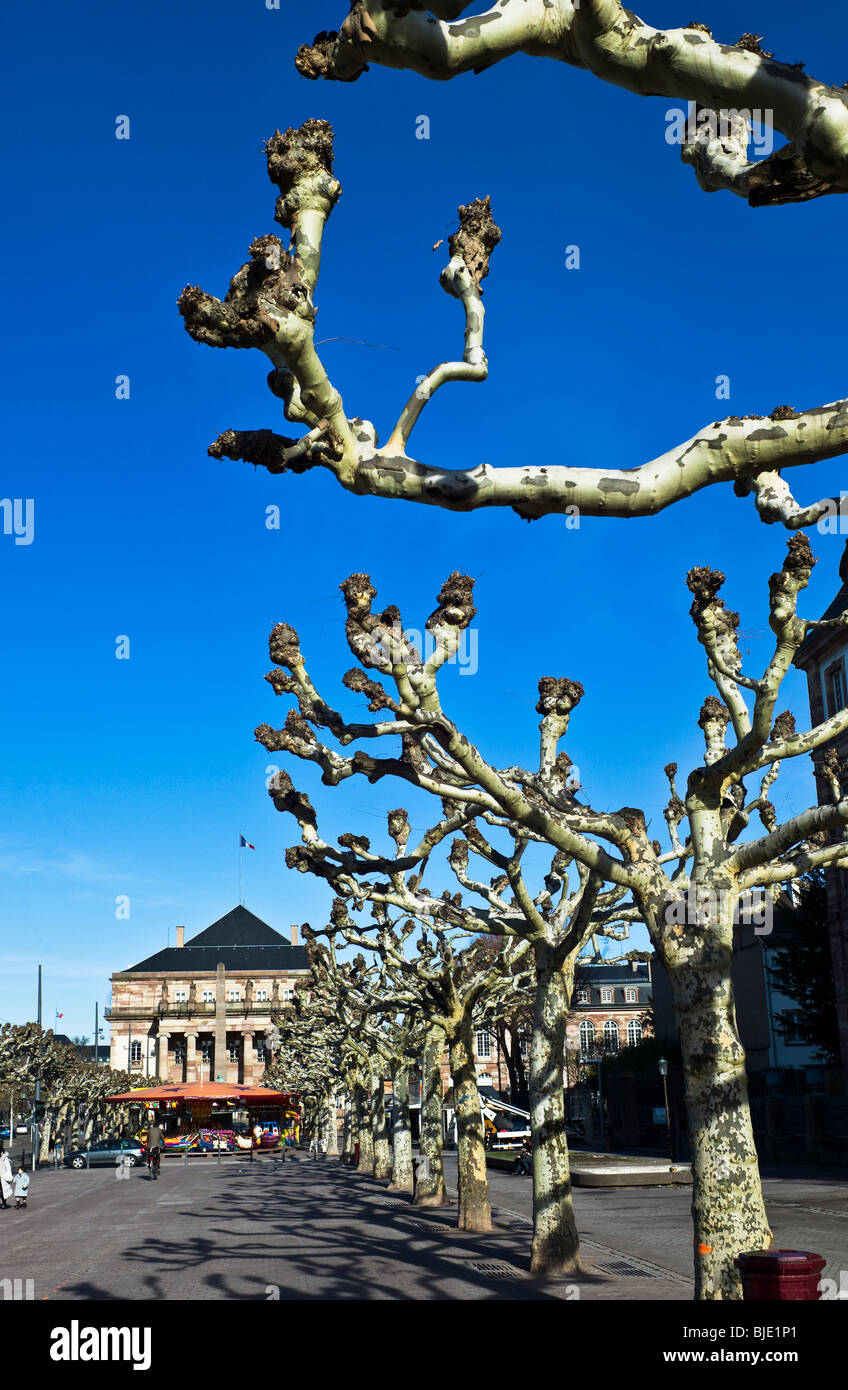 Pruned plane trees and opera house, Strasbourg, Alsace, France Stock ...