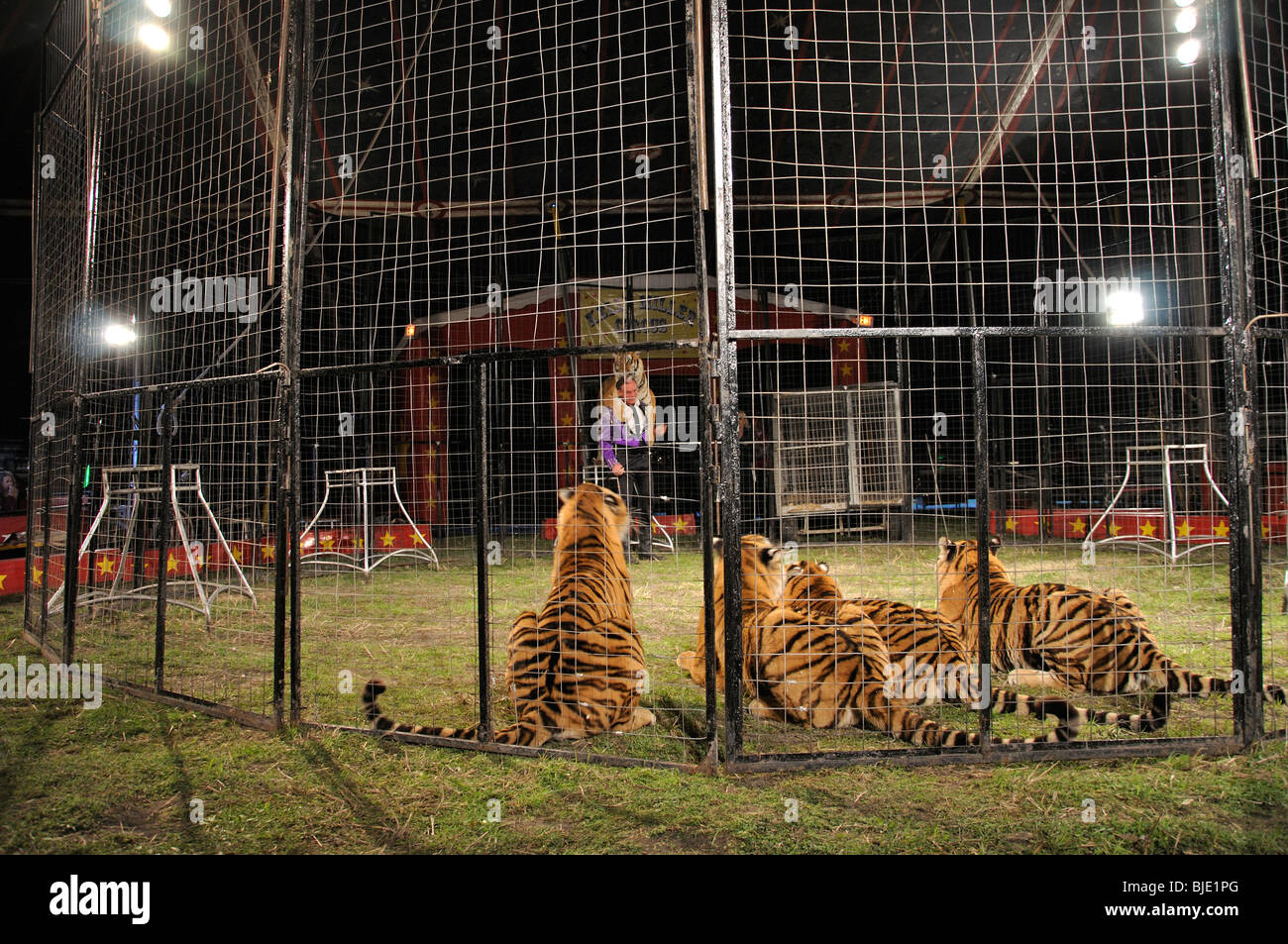 Circus show tiger tamer hi-res stock photography and images - Alamy