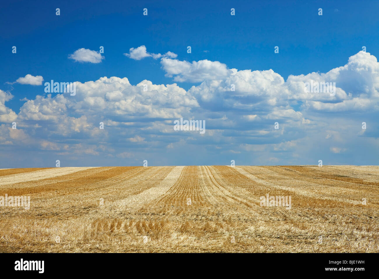 Prairie Field and Sky, Alberta, Canada Stock Photo - Alamy