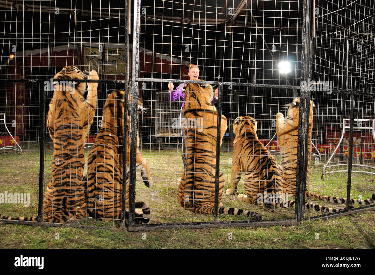 Circus show tiger tamer hi-res stock photography and images - Alamy