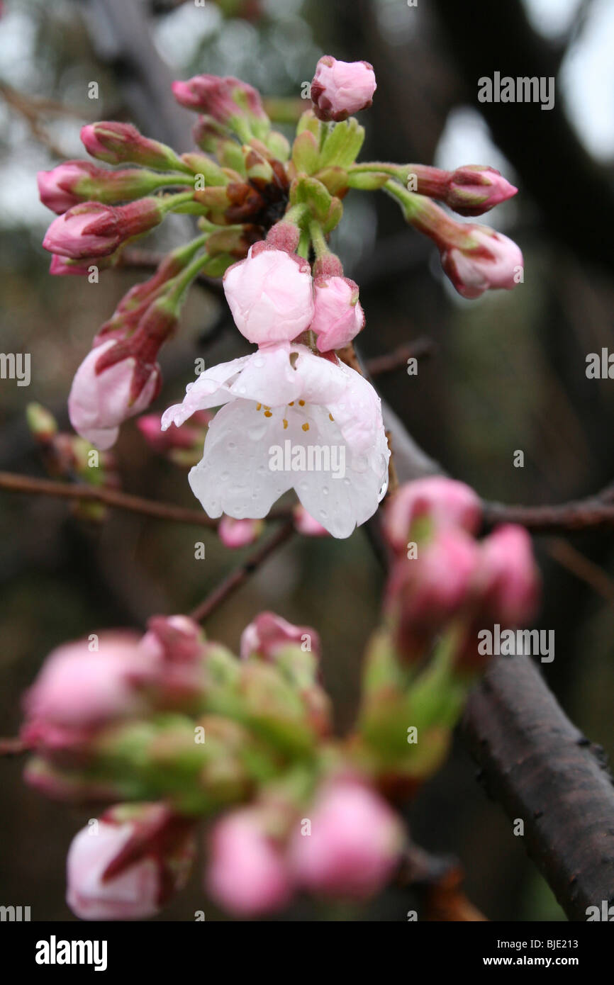 Cherry blossoms after raining Stock Photo - Alamy