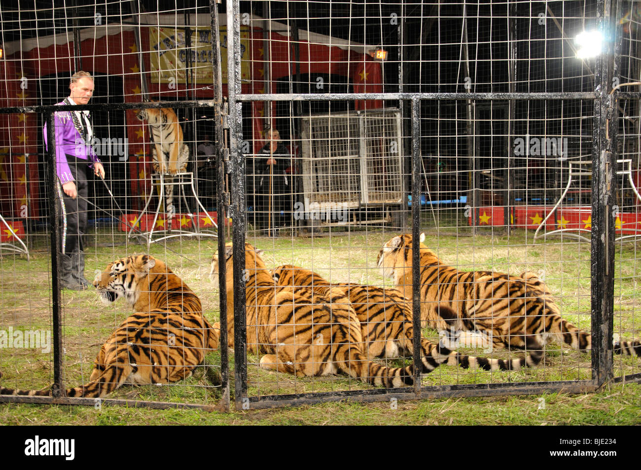 Circus show tiger tamer hi-res stock photography and images - Alamy