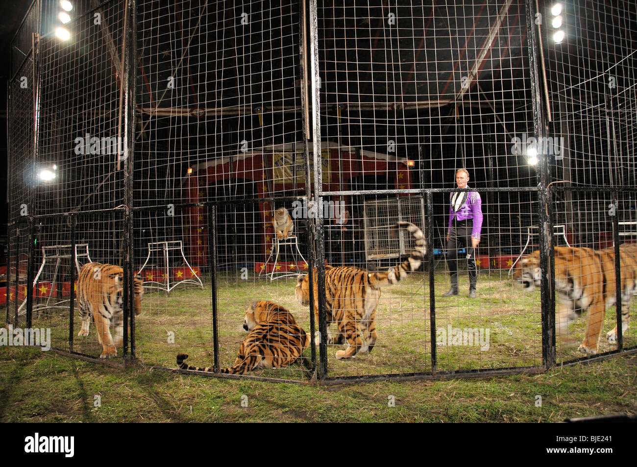 Tigers in circus Stock Photo - Alamy