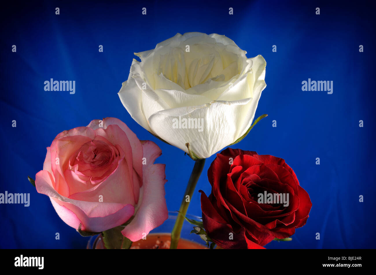 3 pink roses hi-res stock photography and images - Alamy