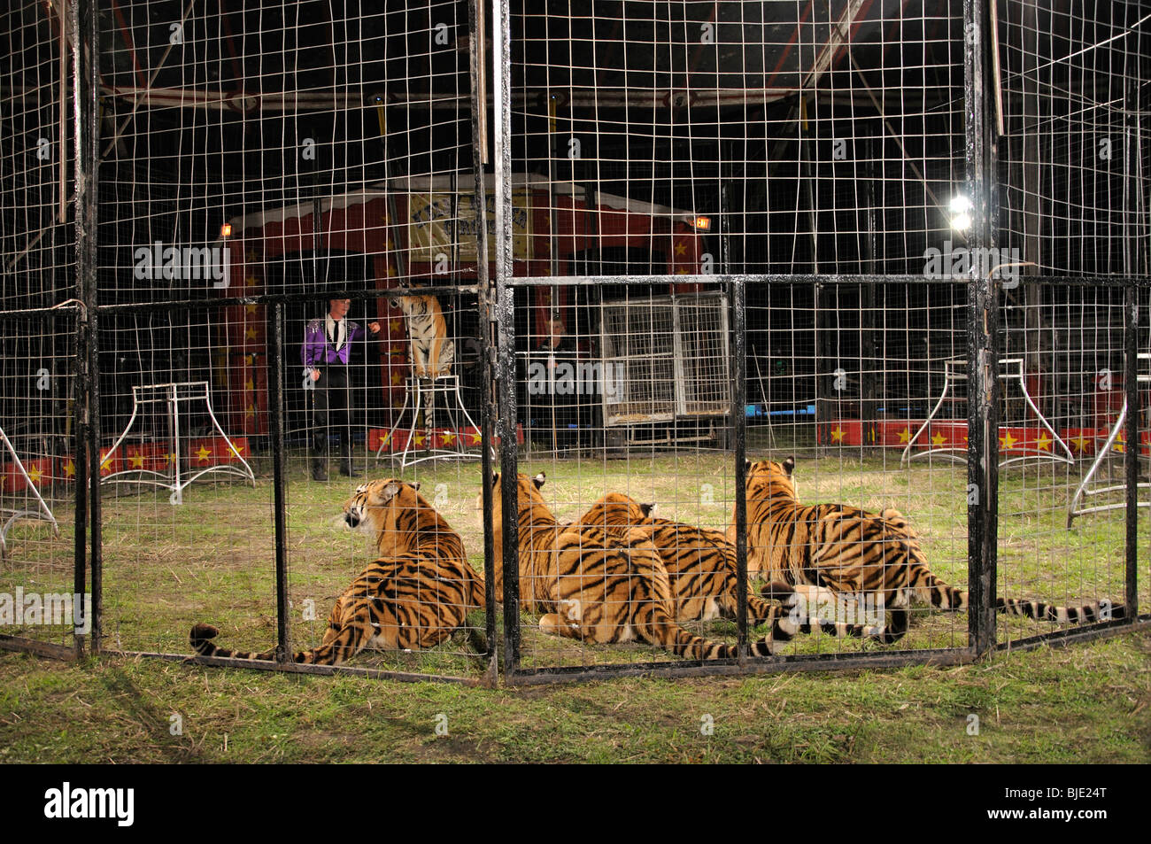 Circus show tiger tamer hi-res stock photography and images - Alamy