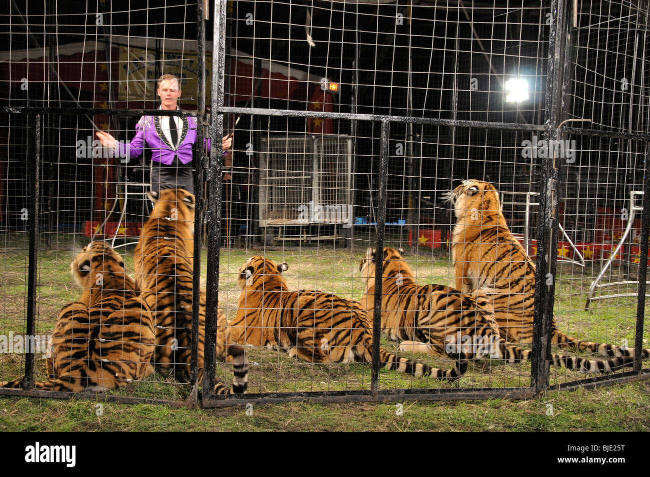 Circus tiger hi-res stock photography and images - Alamy