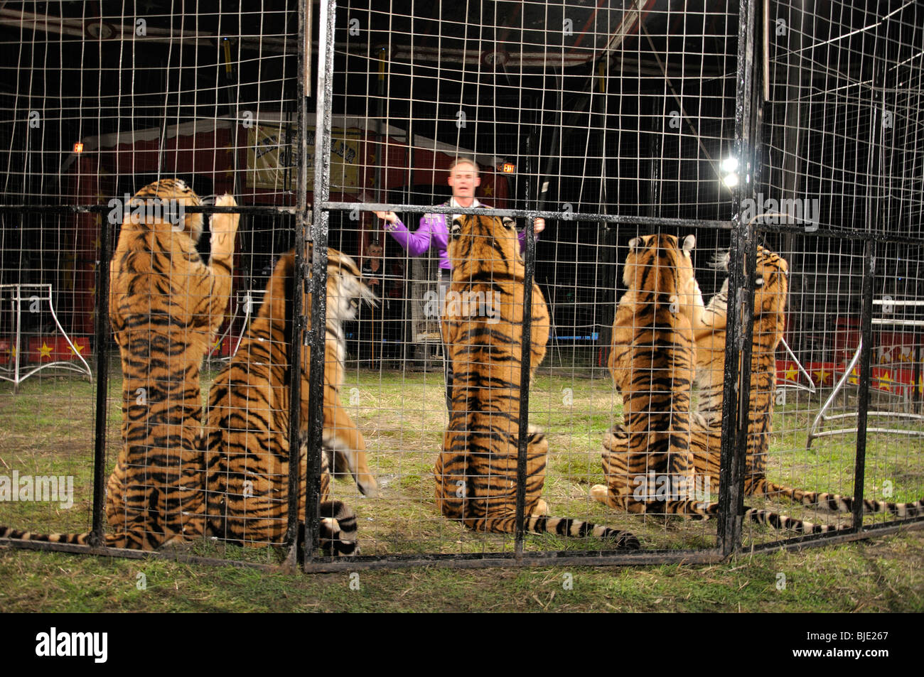 Circus show tiger tamer hi-res stock photography and images - Alamy