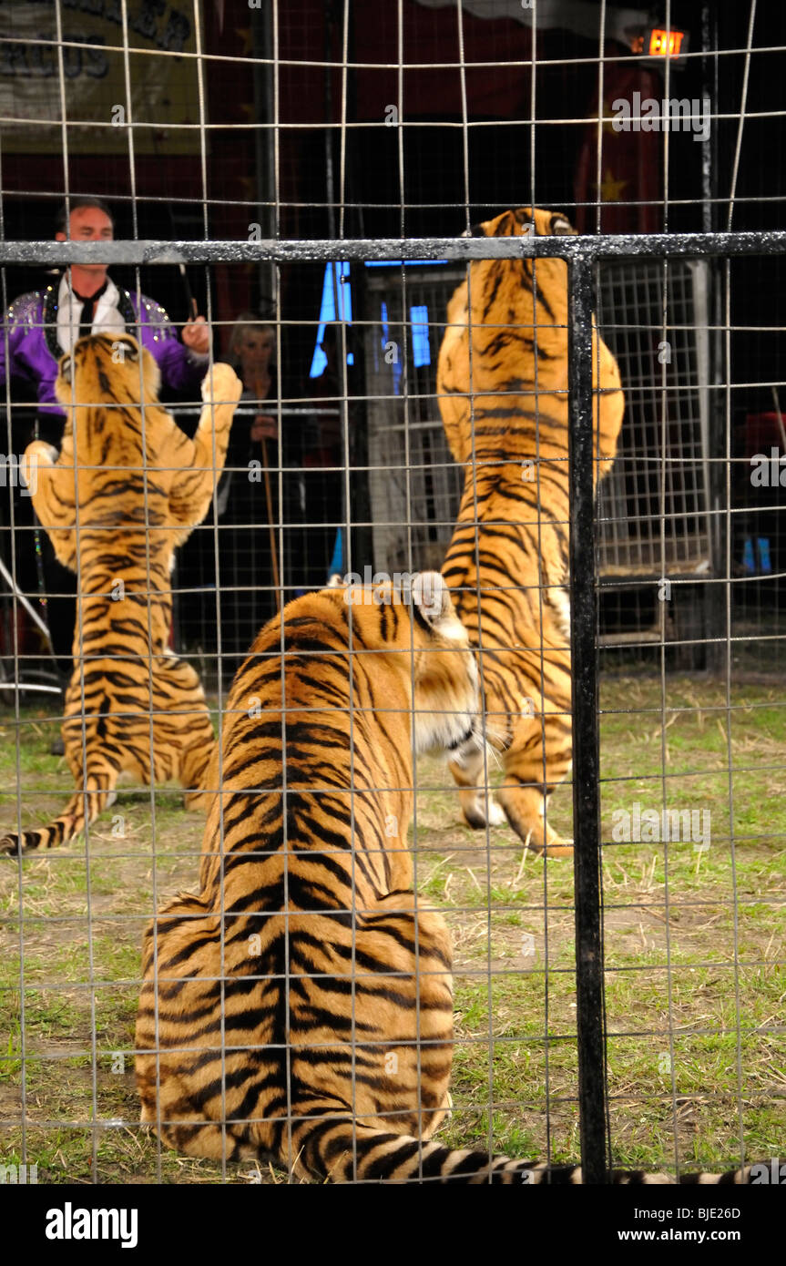 Circus show tiger tamer hi-res stock photography and images - Alamy