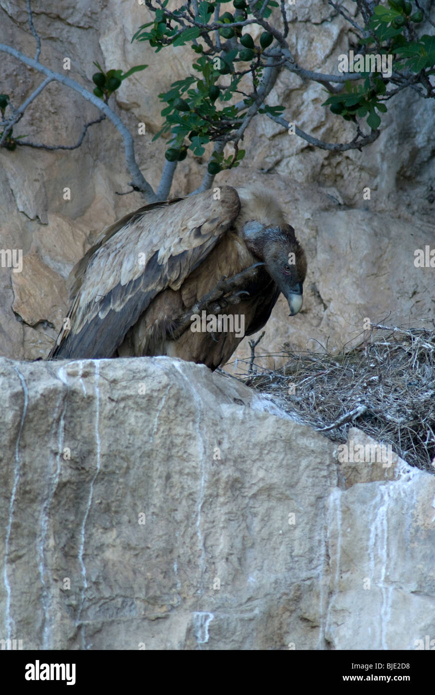 Adult Griffon Vulture standing on edge of nest scratching side of face ...