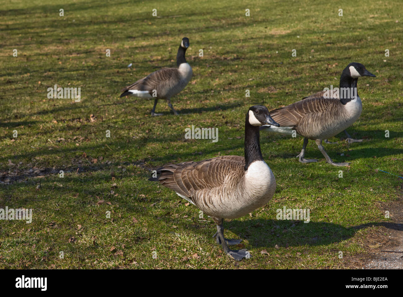 Gang hi res hi-res stock photography and images - Alamy