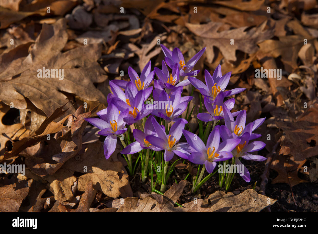Purple Crocus Tommasinianus group of flowers close up from above ...