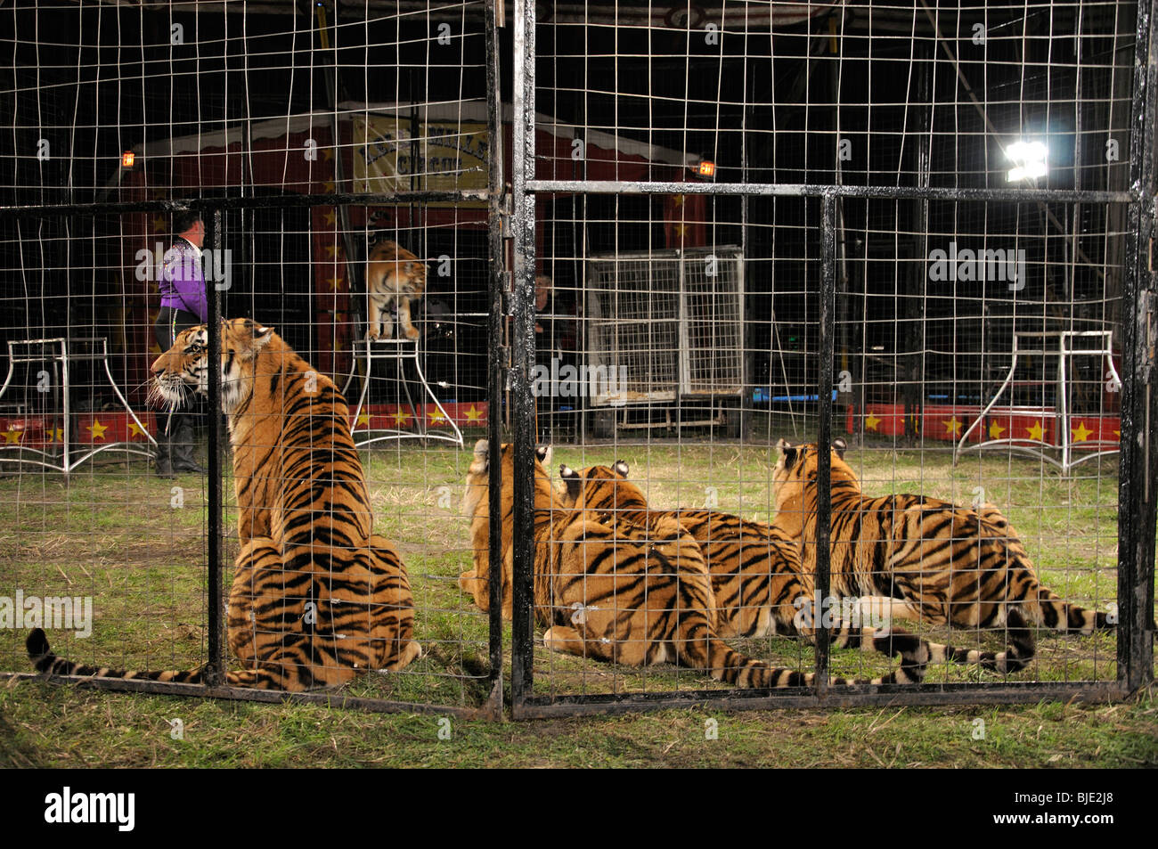 Circus show tiger tamer hi-res stock photography and images - Alamy