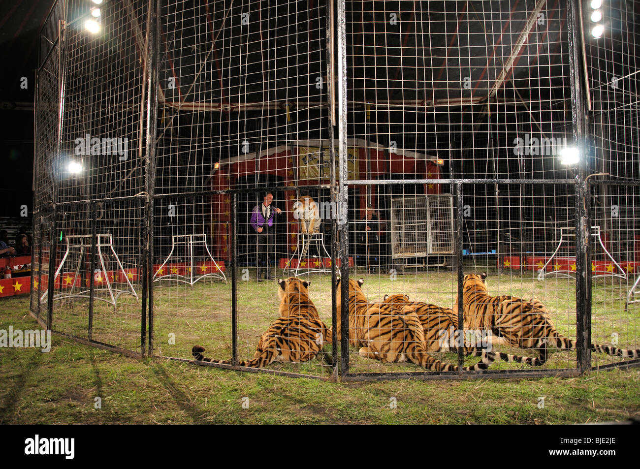 Tigers in circus Stock Photo - Alamy