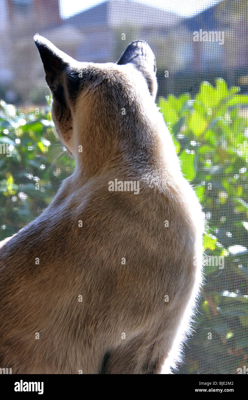 Siamese Blue Point cat Stock Photo - Alamy