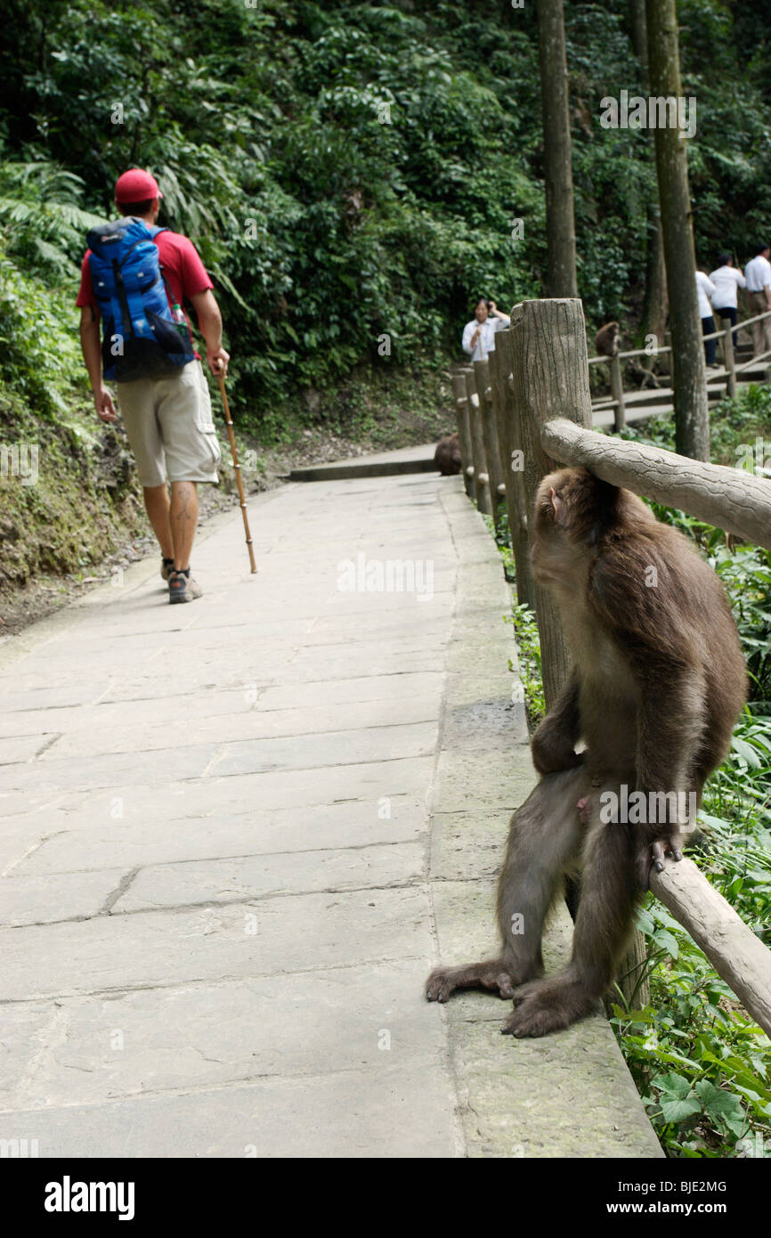 Thieving monkeys are a nuisance on the trekking paths on Emei Shan, a ...