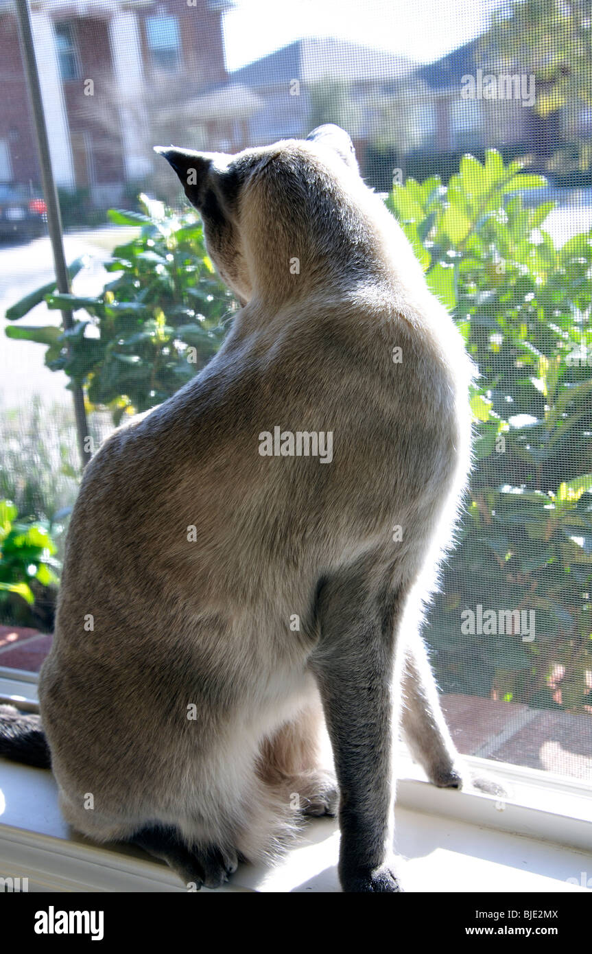 Siamese bluepoint hi-res stock photography and images - Alamy