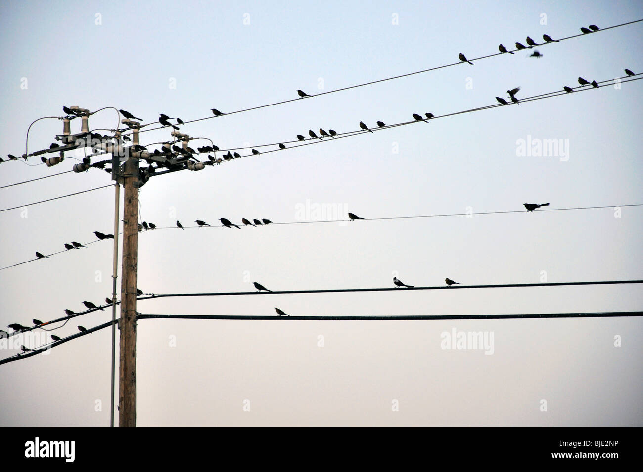 Birds on wire Stock Photo - Alamy