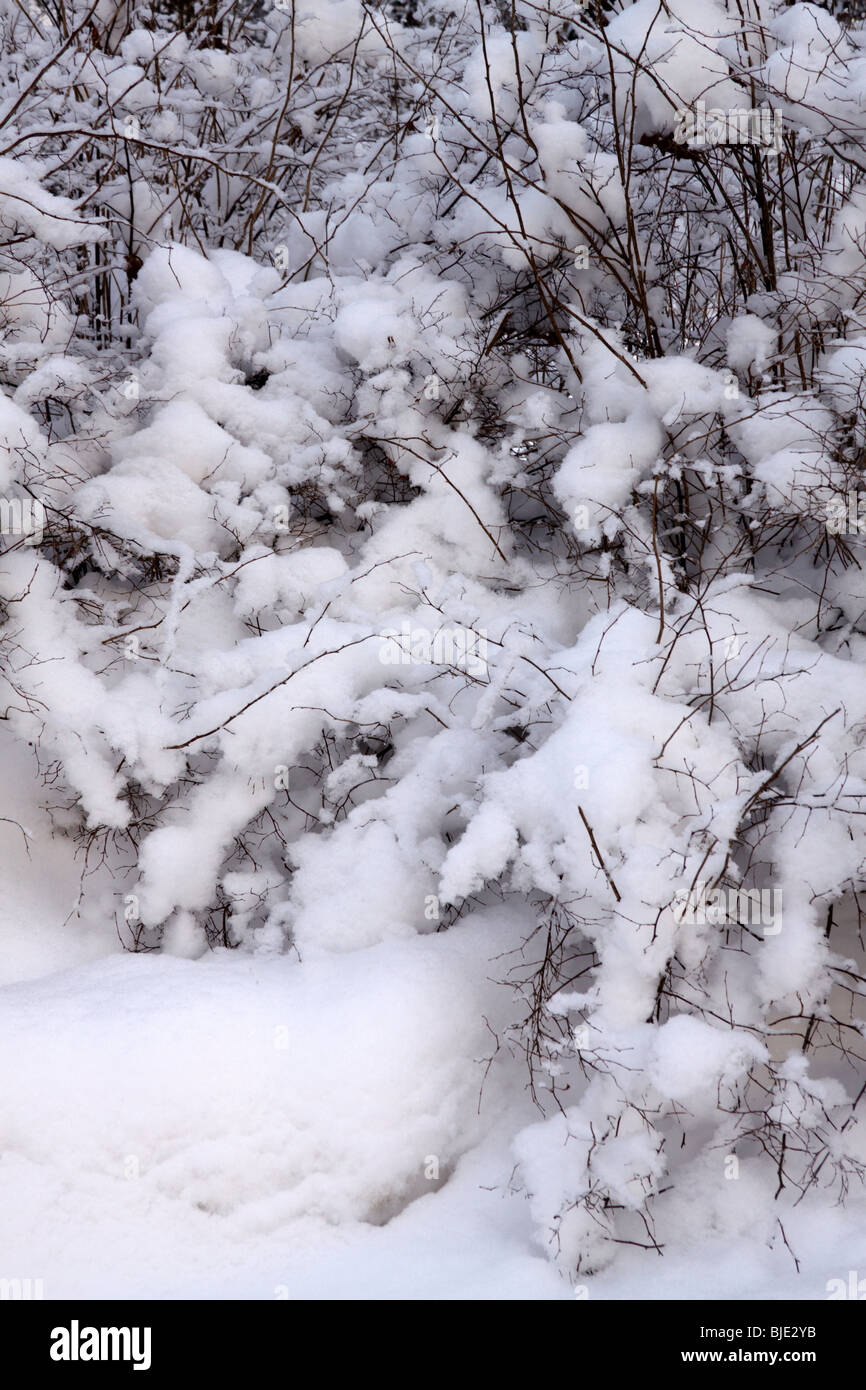 Charming fluffy snow on branches Stock Photo - Alamy