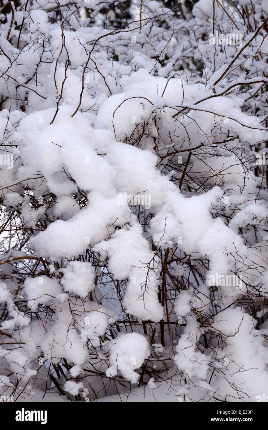 Charming fluffy snow on branches Stock Photo - Alamy