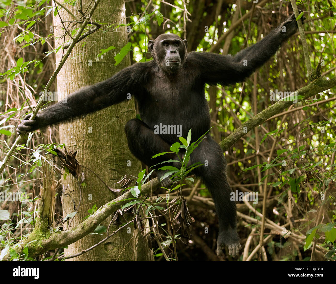 Wild adult male chimpanzee resting on low vines prior to displaying ...