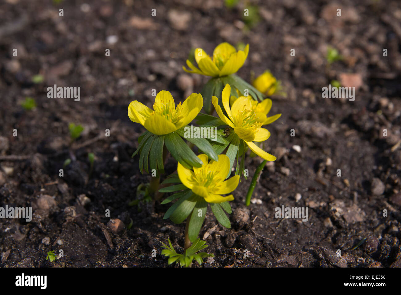 Blooming yellow Winter aconite (Eranthis hyemalis) flowers in early ...