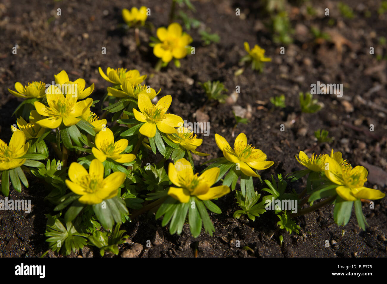 Winter Aconites Eranthis Hyemalis Buttercup yellow flowers overhead ...