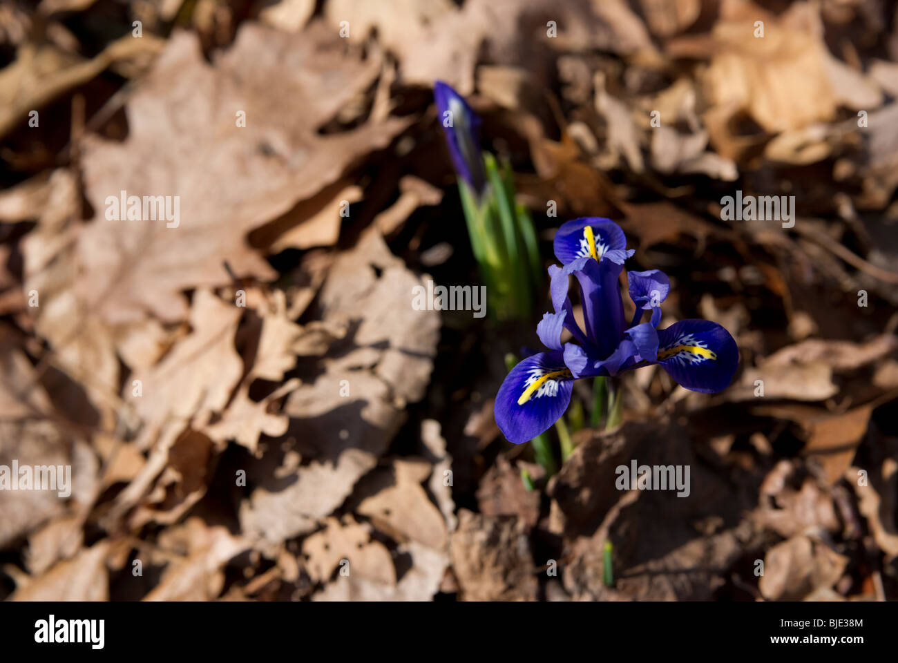 Dried irises hi-res stock photography and images - Alamy
