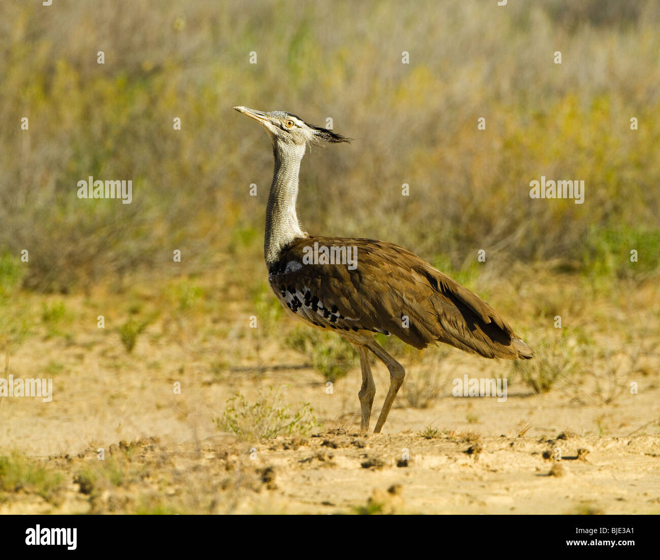 Basterd hi-res stock photography and images - Alamy