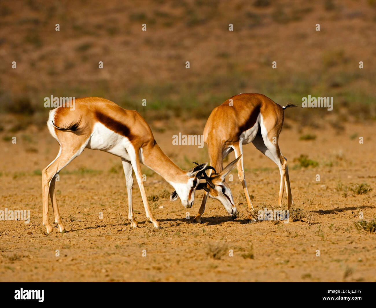 Antelope fight hi-res stock photography and images - Alamy