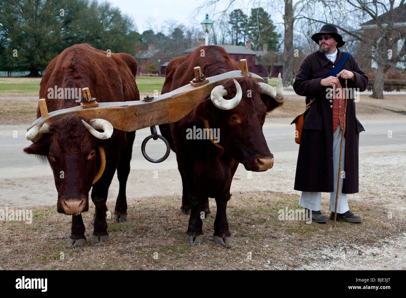 Yoked hi-res stock photography and images - Alamy