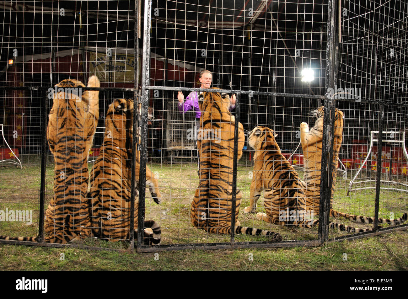 Circus show tiger tamer hi-res stock photography and images - Alamy