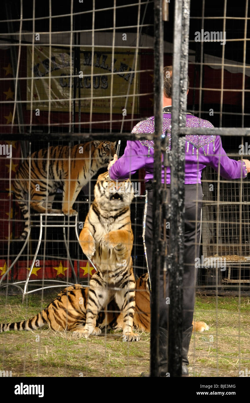 Circus show tiger tamer hi-res stock photography and images - Alamy