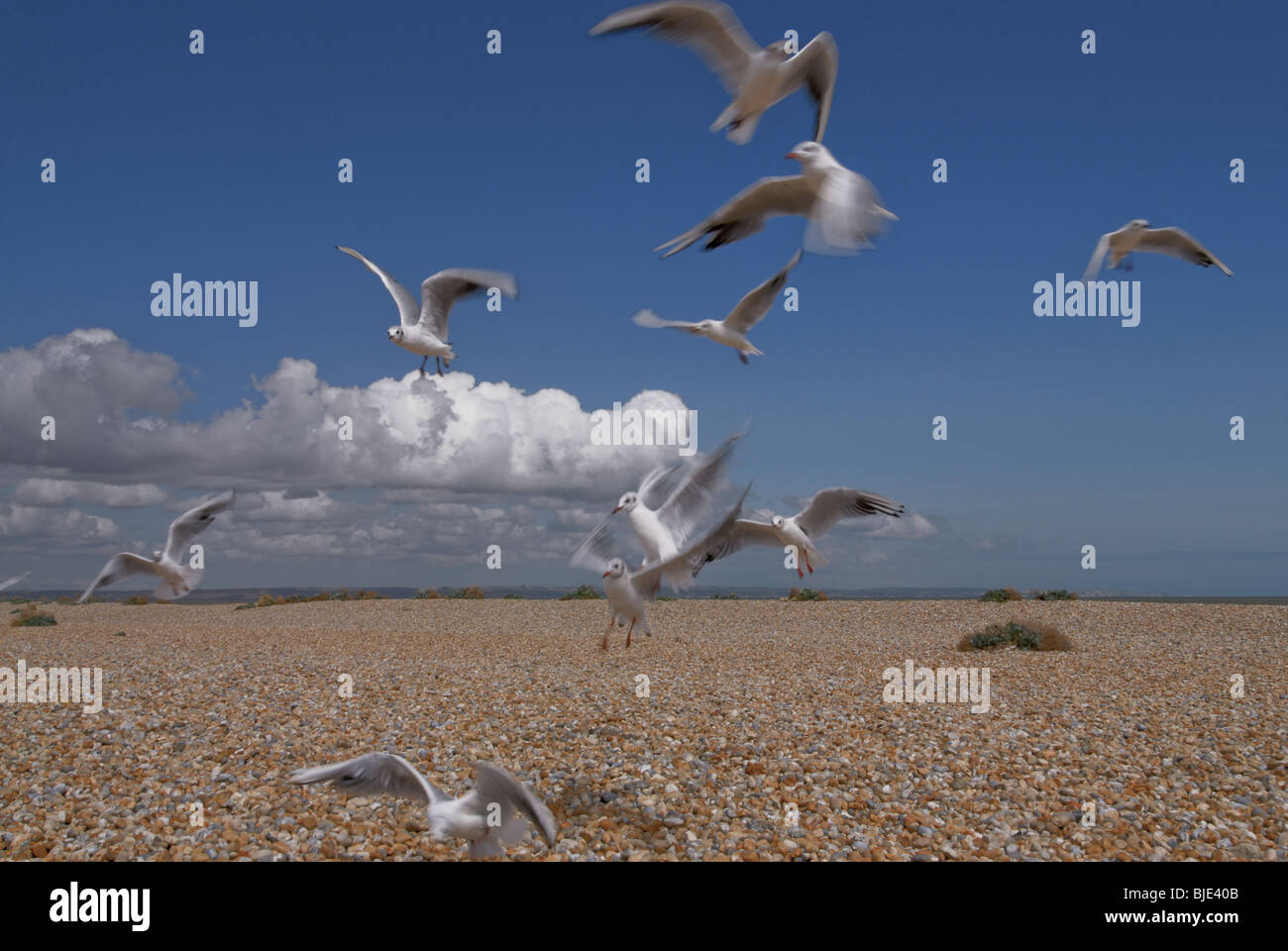 Birds flying low hi-res stock photography and images - Alamy