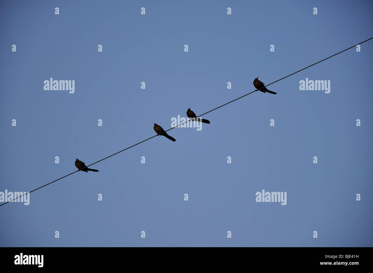 Birds on wire Stock Photo - Alamy