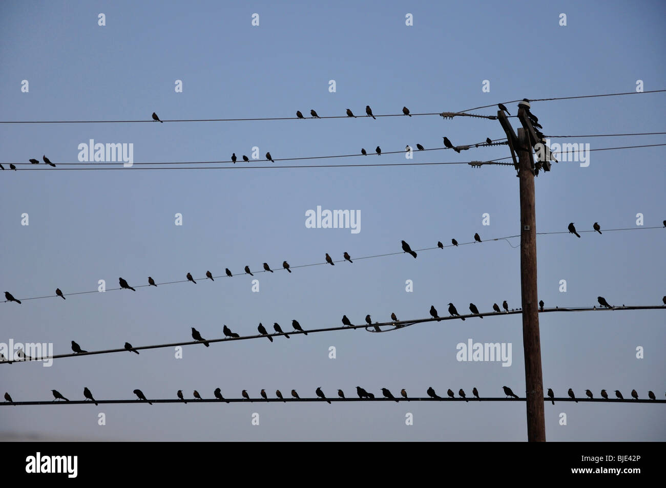 Birds on wire Stock Photo - Alamy