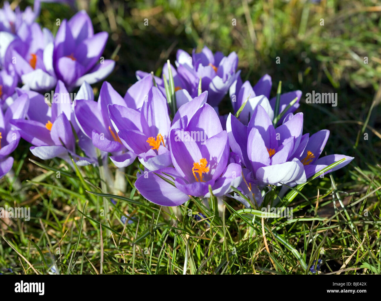 Mauve display hi-res stock photography and images - Alamy