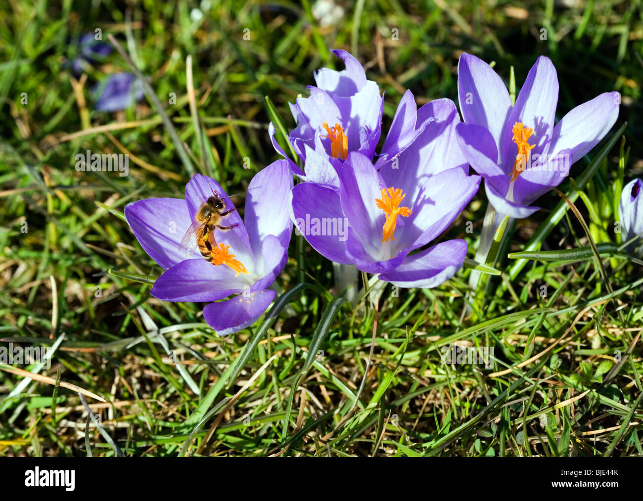 Pollination group hi-res stock photography and images - Alamy