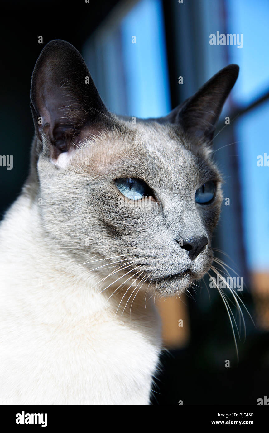 Mad cat hi-res stock photography and images - Alamy