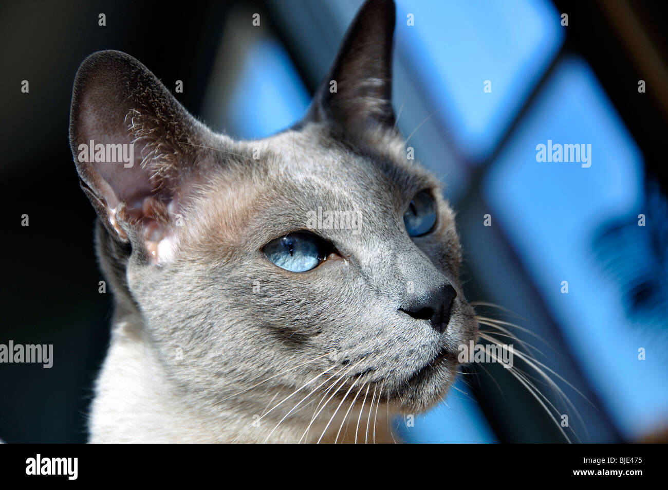 Siamese Blue Point cat Stock Photo - Alamy