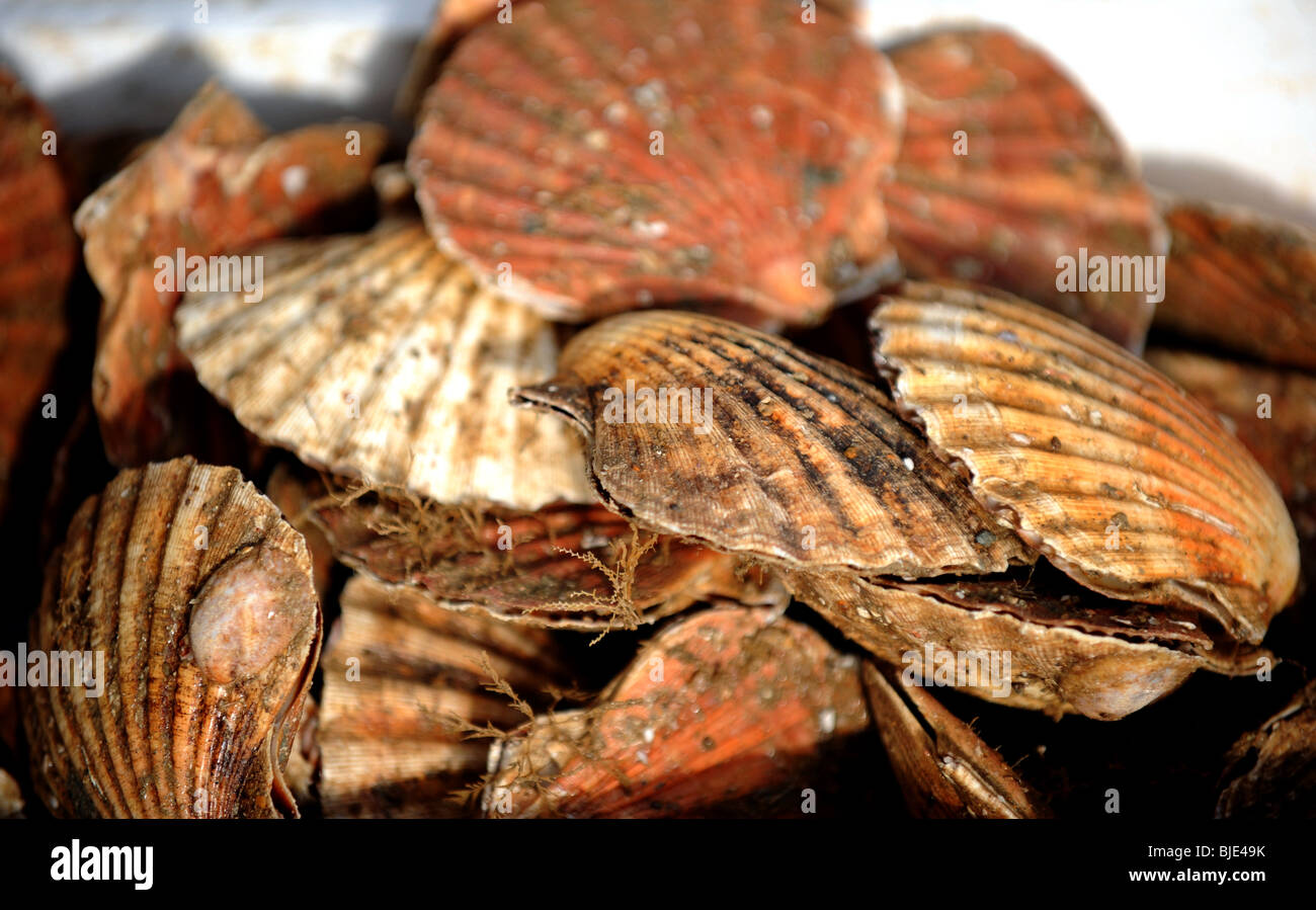 Whole Scallops In Shell