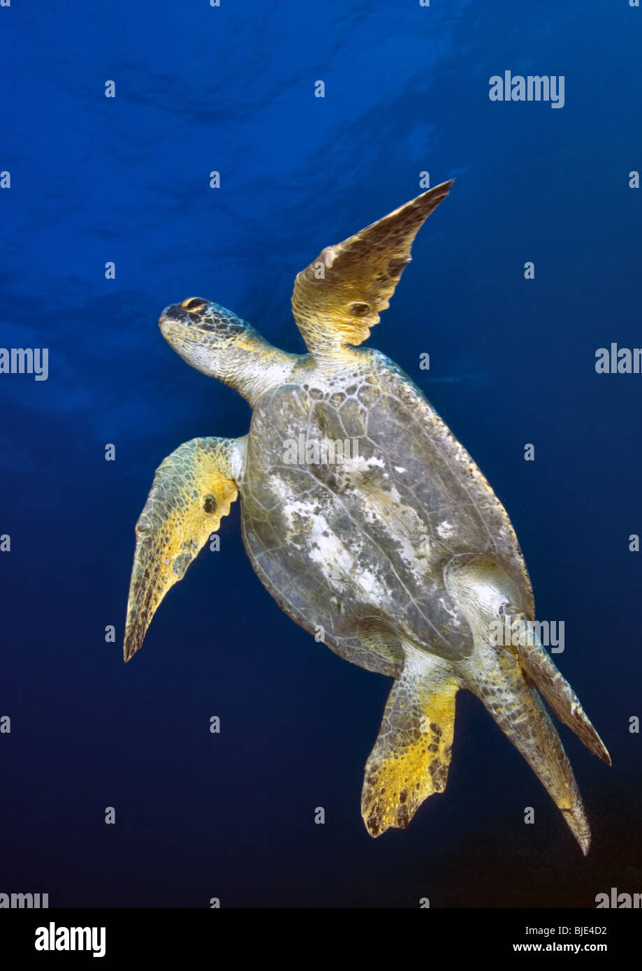 Green sea turtles shell hi-res stock photography and images - Alamy