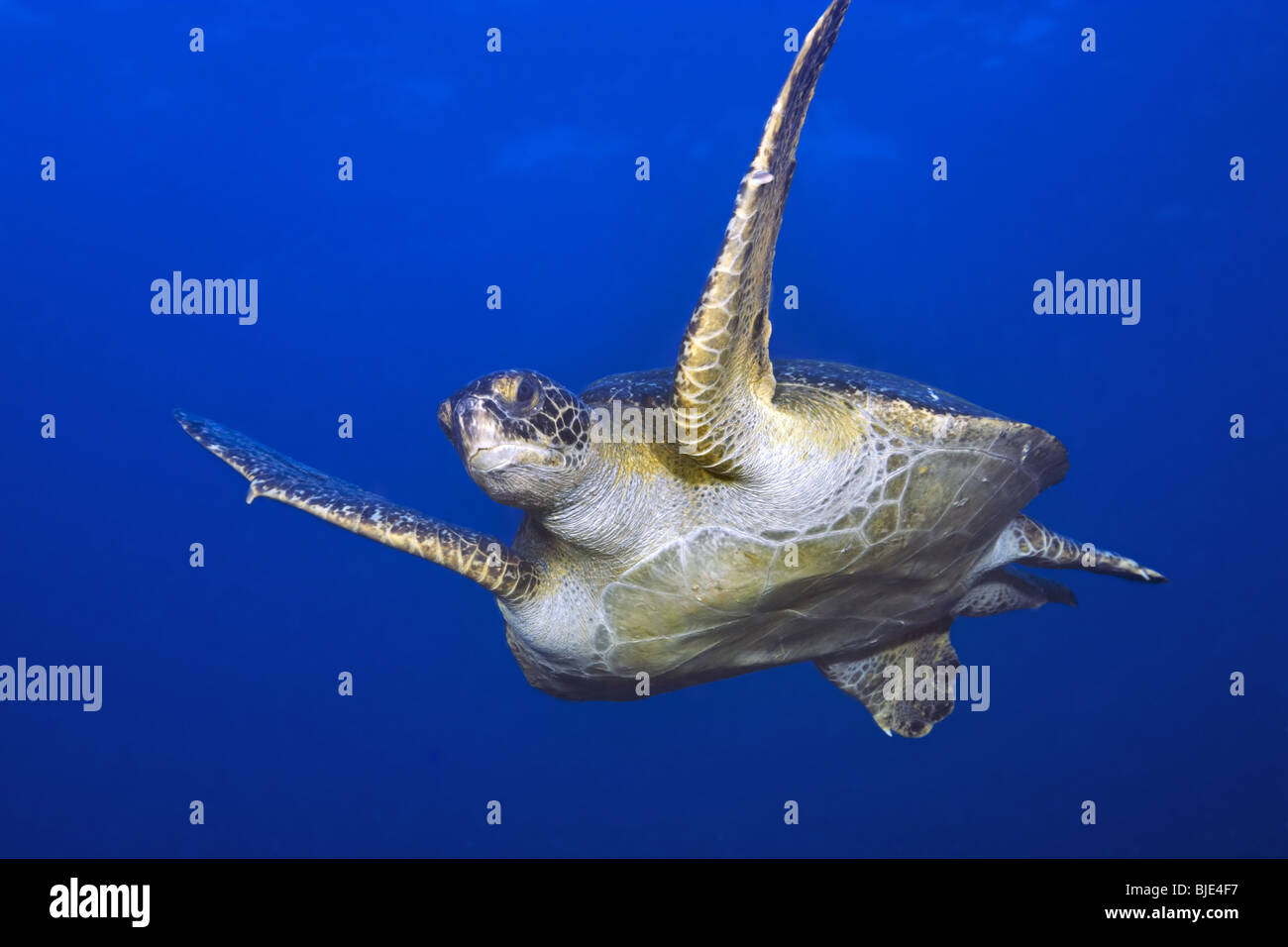 Green sea turtles shell hi-res stock photography and images - Alamy