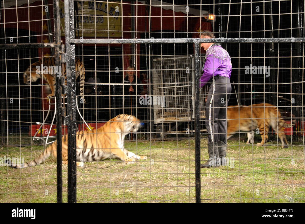 Circus show tiger tamer hi-res stock photography and images - Alamy