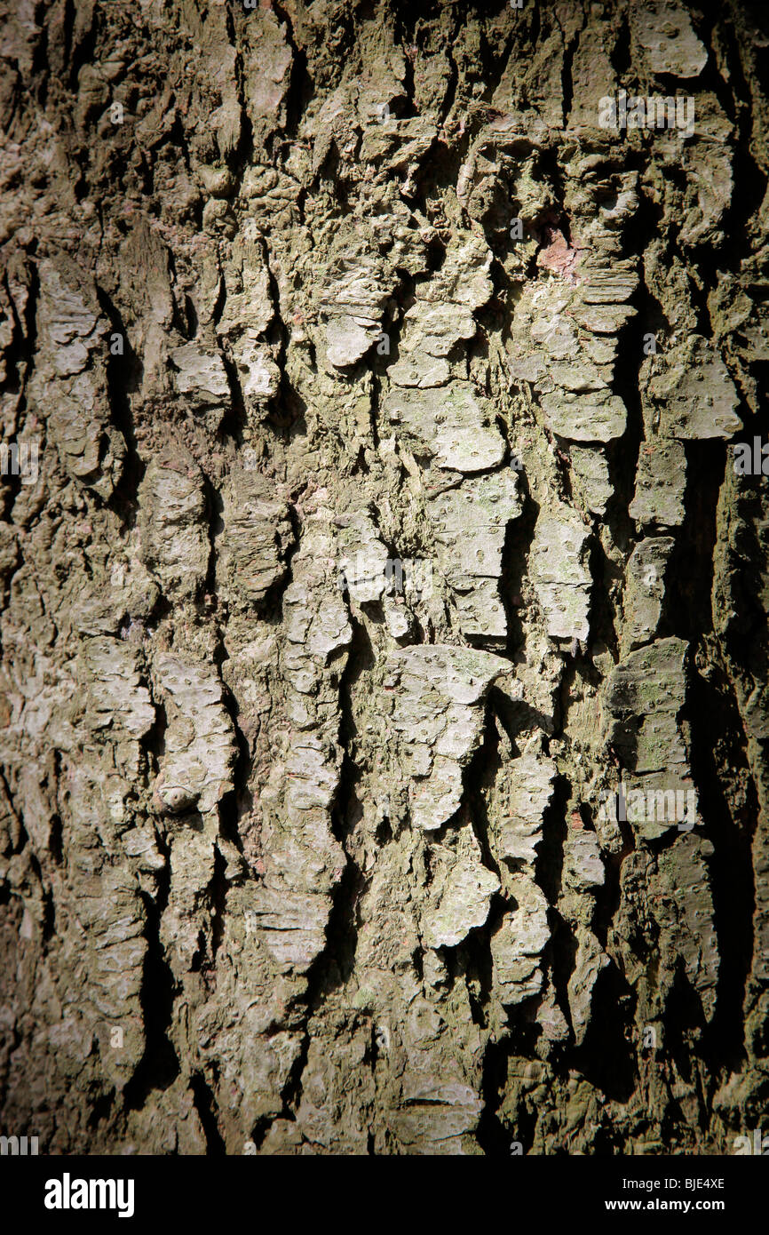 Tree bark resin hi-res stock photography and images - Alamy