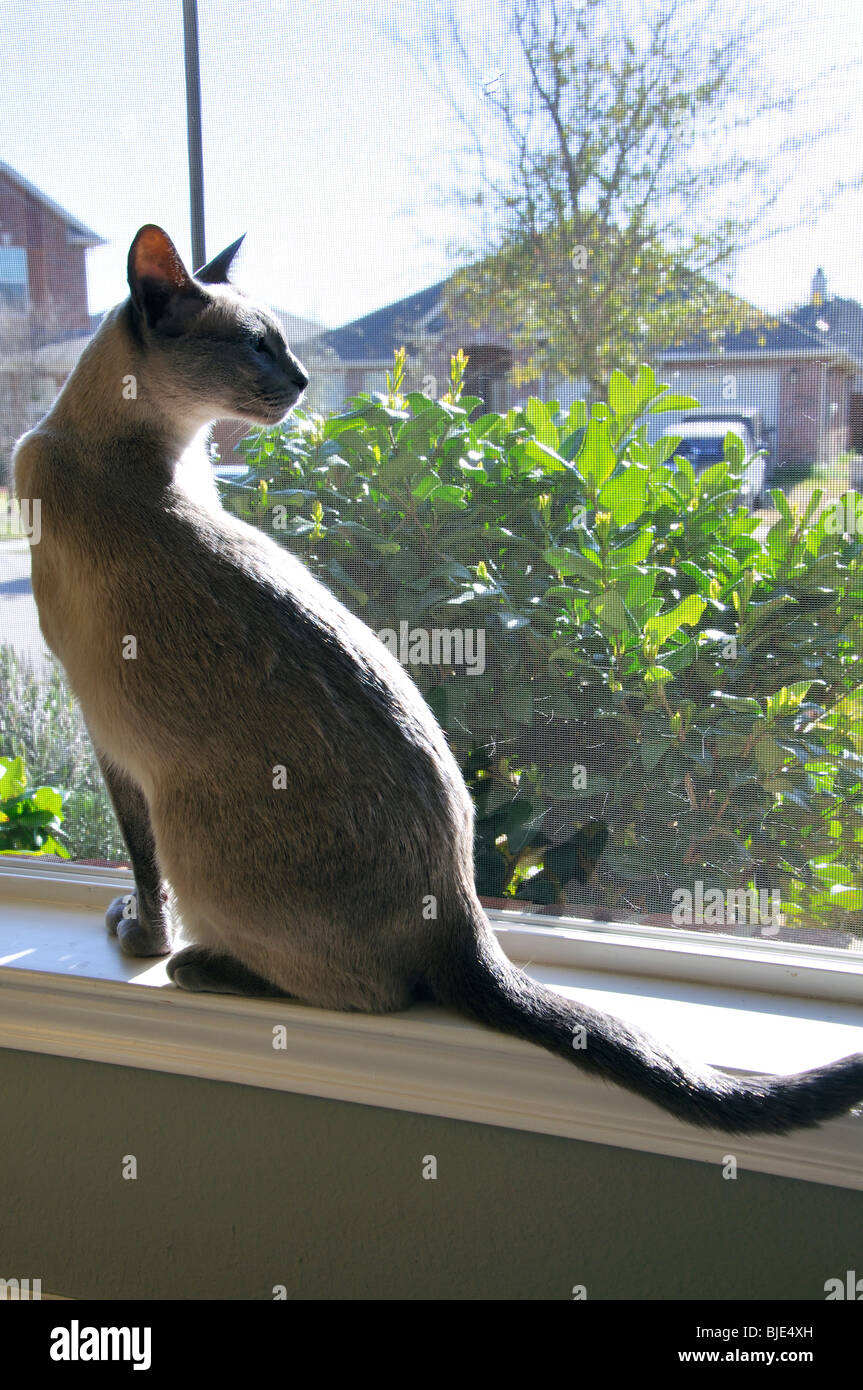 Siamese Blue Point cat Stock Photo - Alamy