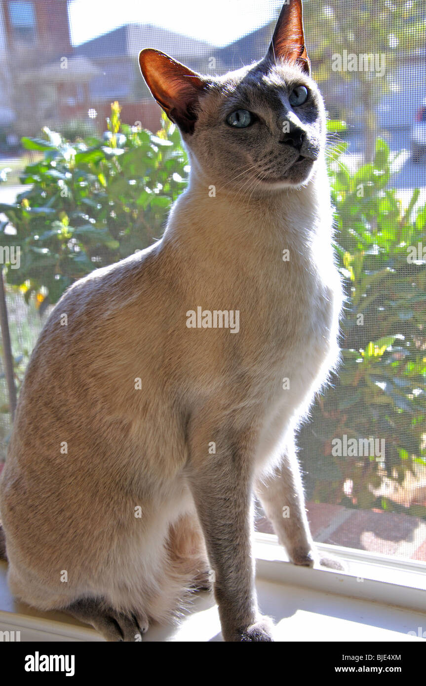 Siamese Blue Point cat Stock Photo - Alamy