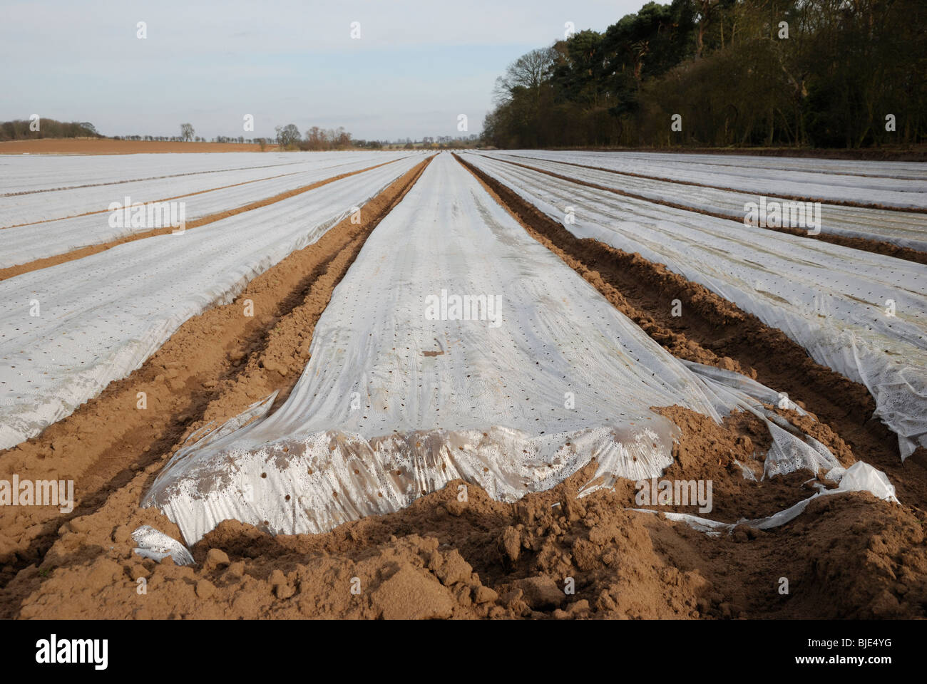 Polythene sheet hi-res stock photography and images - Alamy
