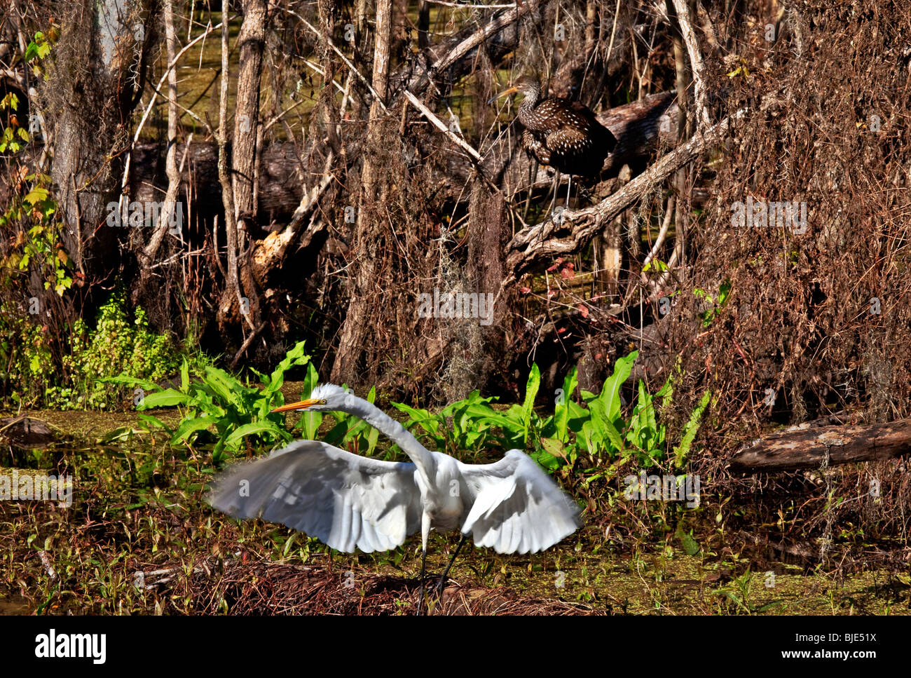 Lettuce lake park tampa hi-res stock photography and images - Alamy
