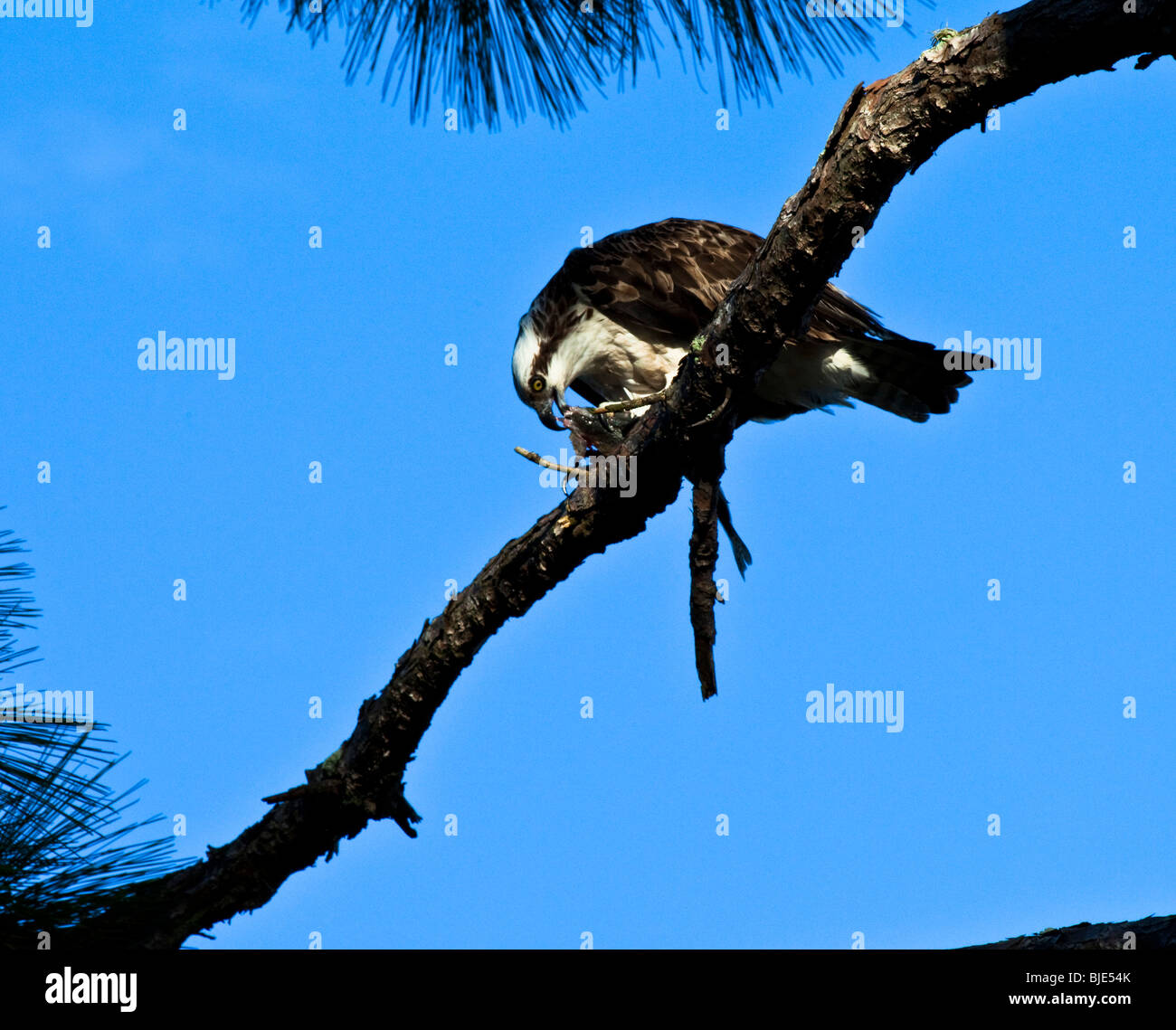 Osprey eating fish hi-res stock photography and images - Alamy