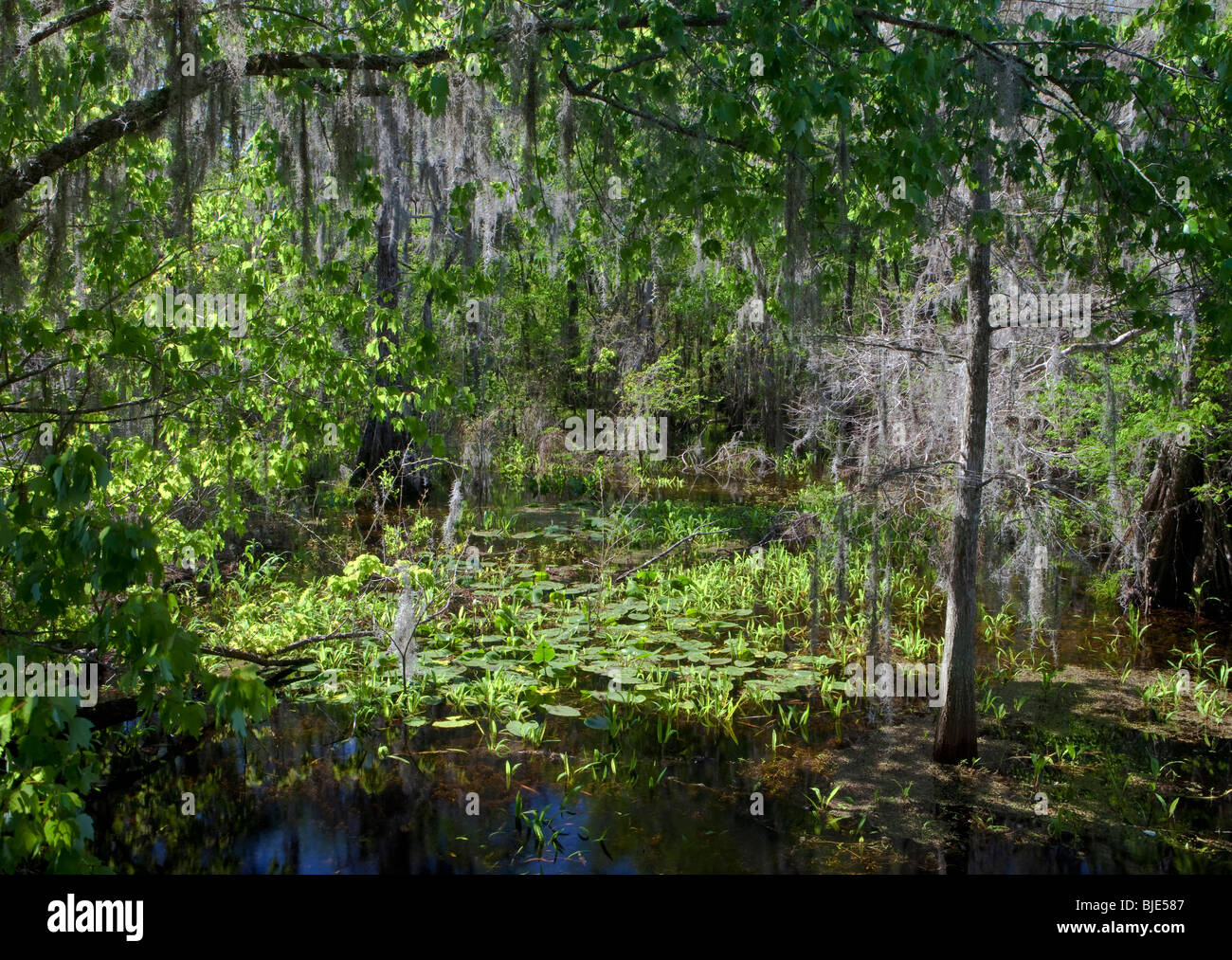 Swamp, Lettuce Lake, Tampa Stock Photo - Alamy